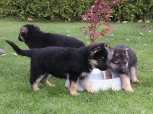 WELCOME - obrazky psu - pejsci